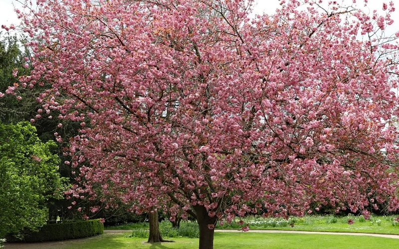 National Trust Jobs :: We’re bringing blossom back